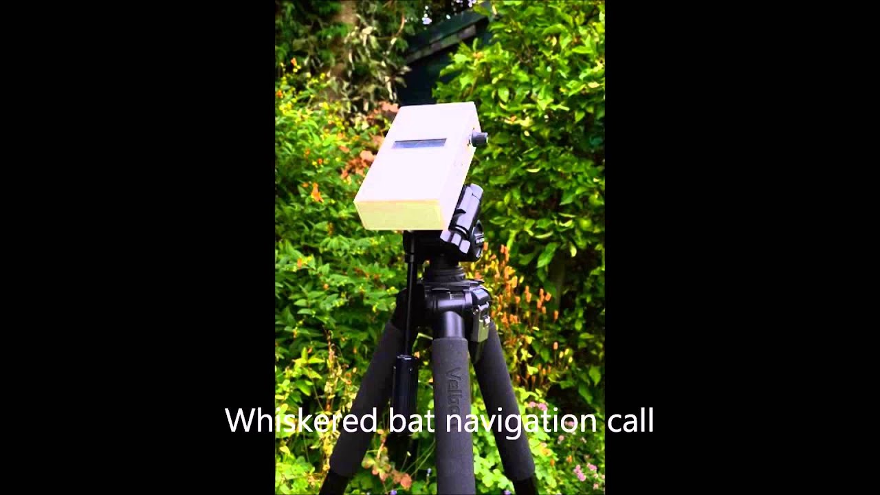 Whiskered bat navigation call - YouTube