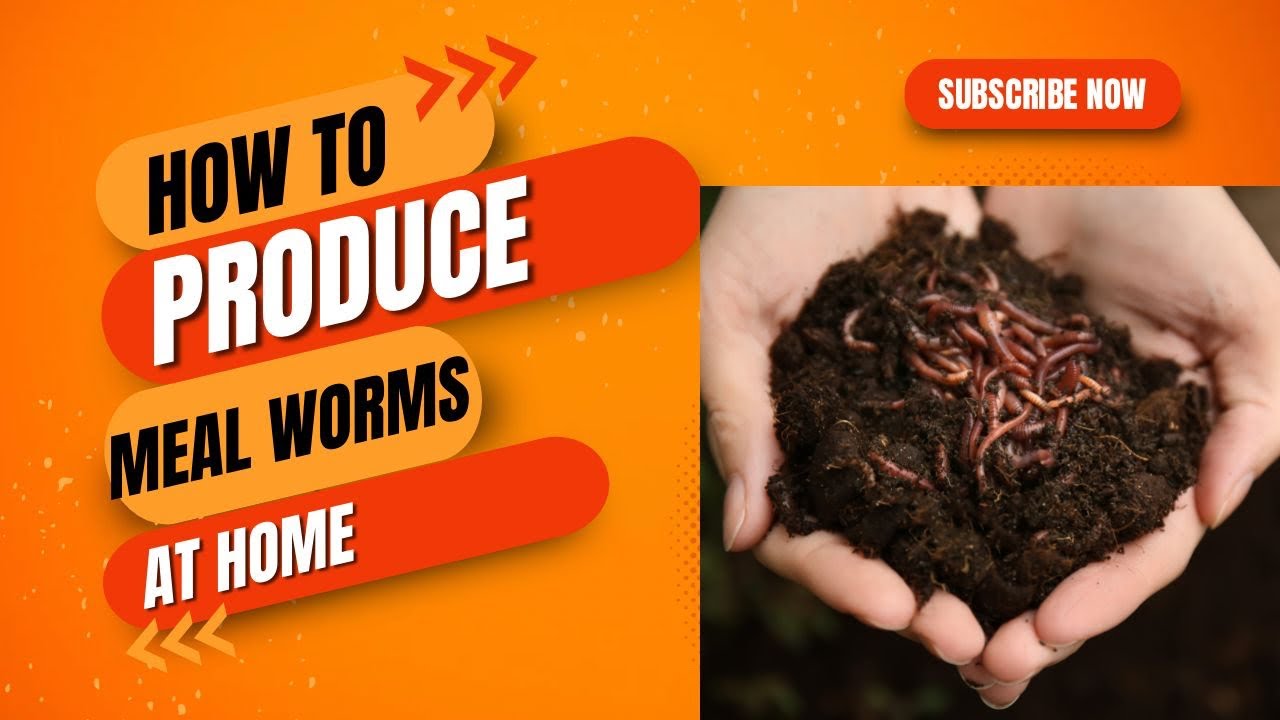How to create meal worms at home ??? - YouTube