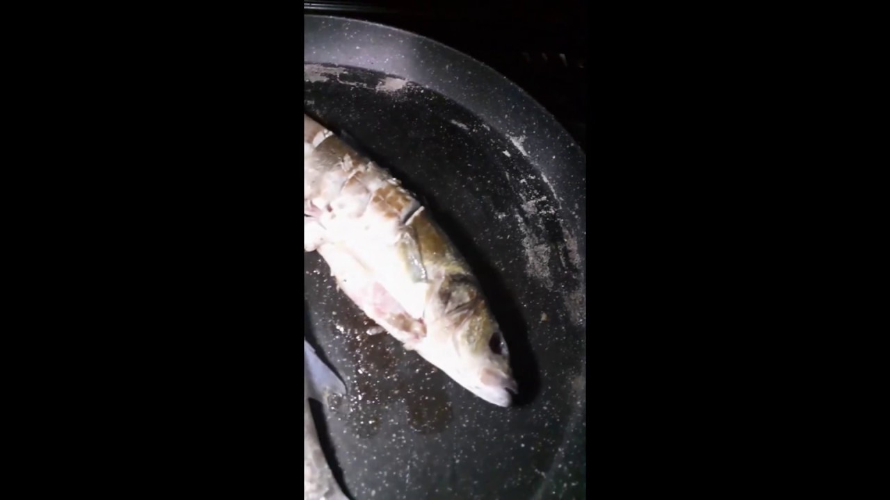 Poisson loup DE MER naturel طهي سمكة الذئب - YouTube