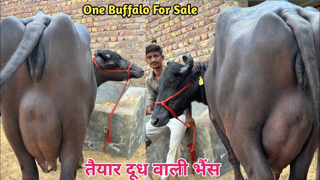 👍आज खरिदो जायज कीमत पर तैयार दूध वाली भैंस। 14 लीटर दूध। One Buffalo ...