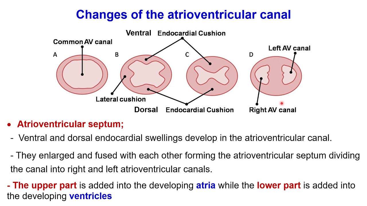 Development congenital heart Interatrial septum Interventricular septum ...