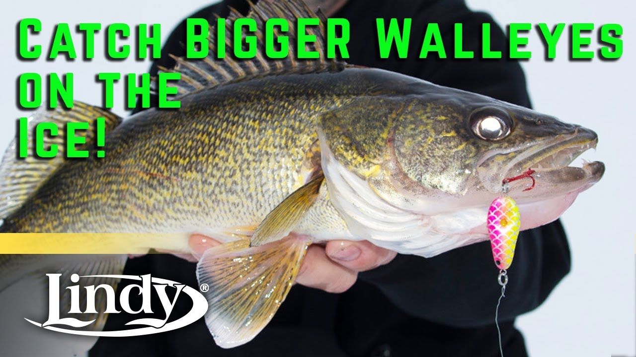 Fish Higher In The Water Column For Bigger Walleyes-Lindy Glow Spoon ...