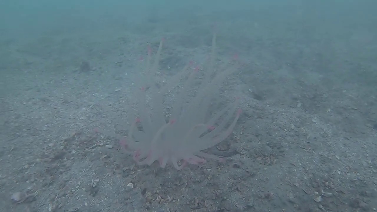 Pink and Yellow Walking Anemone. Does anyone know what this is actually ...