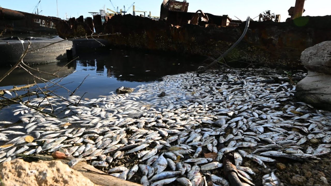 Harbour View residents, fisherfolk wake up to thousands of dead fish ...