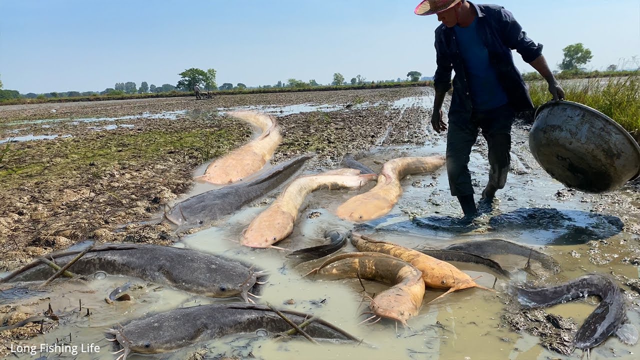 Amazing Catching Catfish & white catfish Underground in Dry Season Long ...