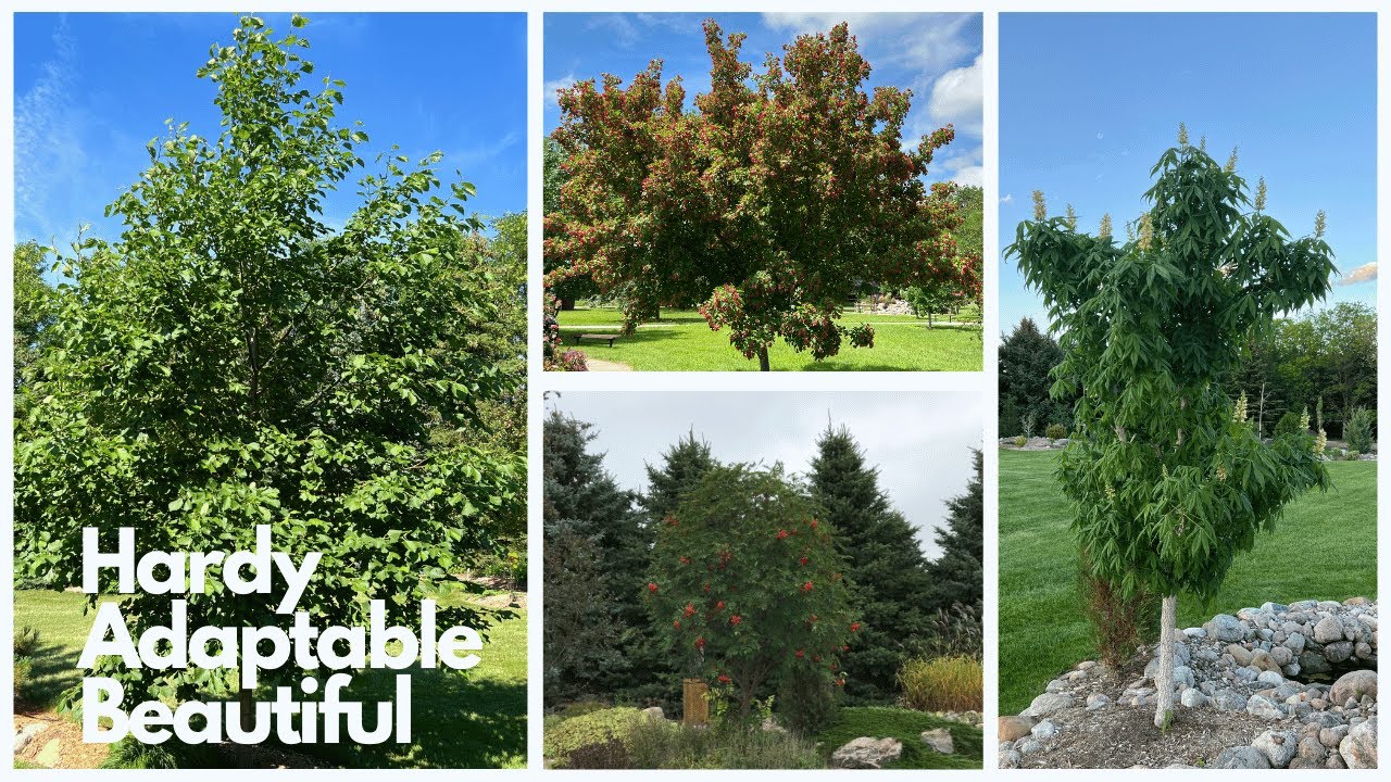 Four Medium Sized Trees You'll Love - YouTube