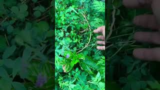 Our Blue Java Banana Tree Just Changed Everything - Full Backyard Garden Tour