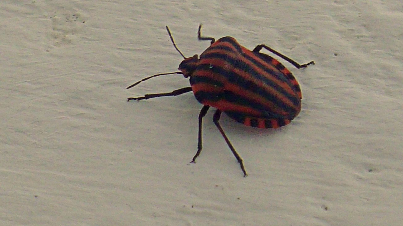 Insect - Wants - Pyama - rood -zwarte wants - Gestreepte wants - YouTube