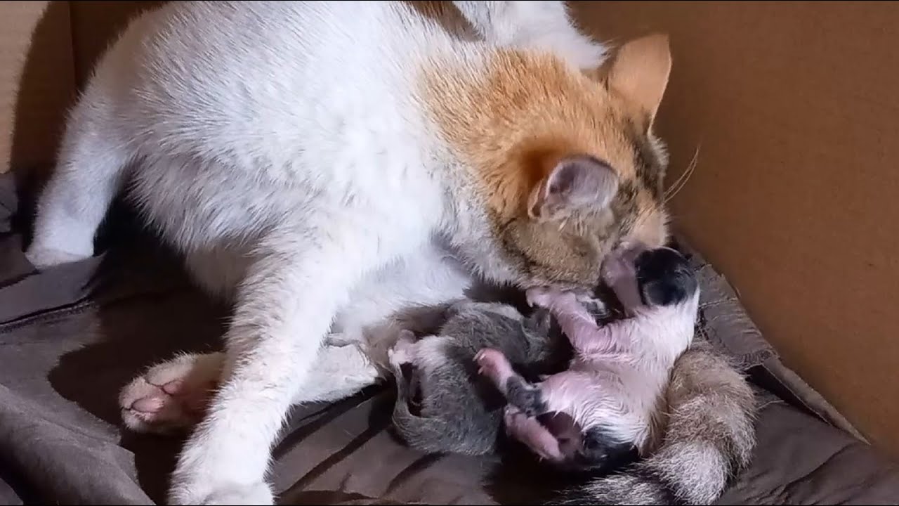 Cat Giving Birth 4 Sweet Kittens, Part 3 - YouTube