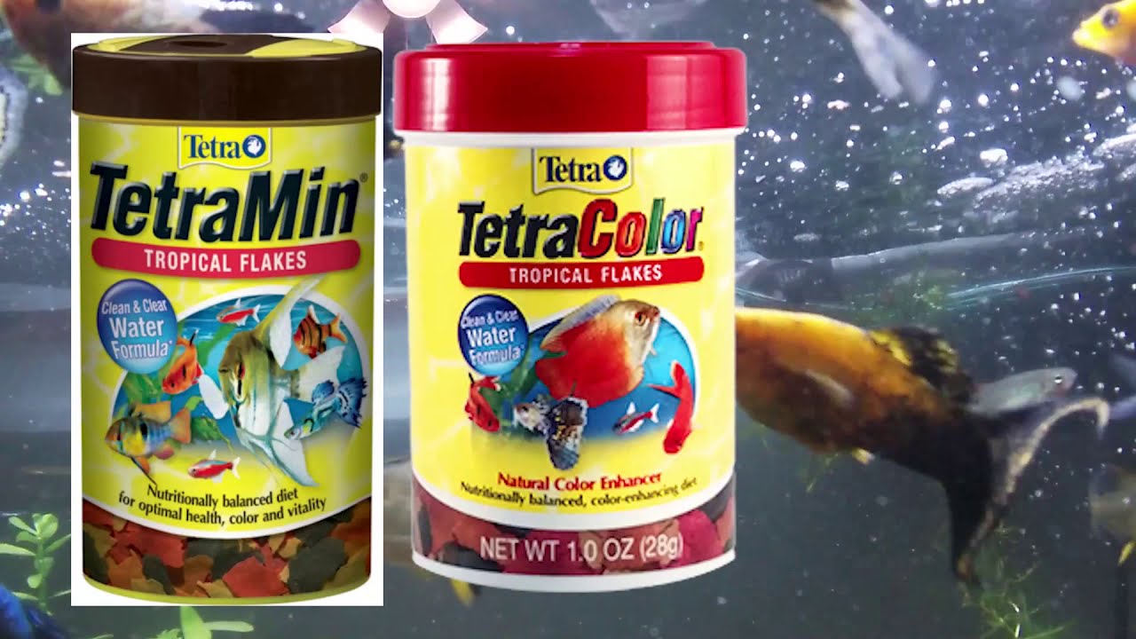 Top 10 Fish Food - YouTube