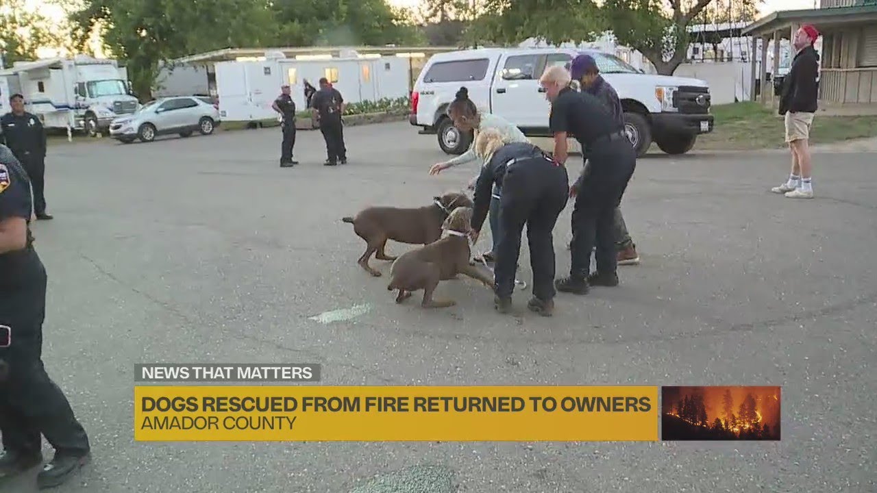 Dogs rescued from fire returned to owners - YouTube