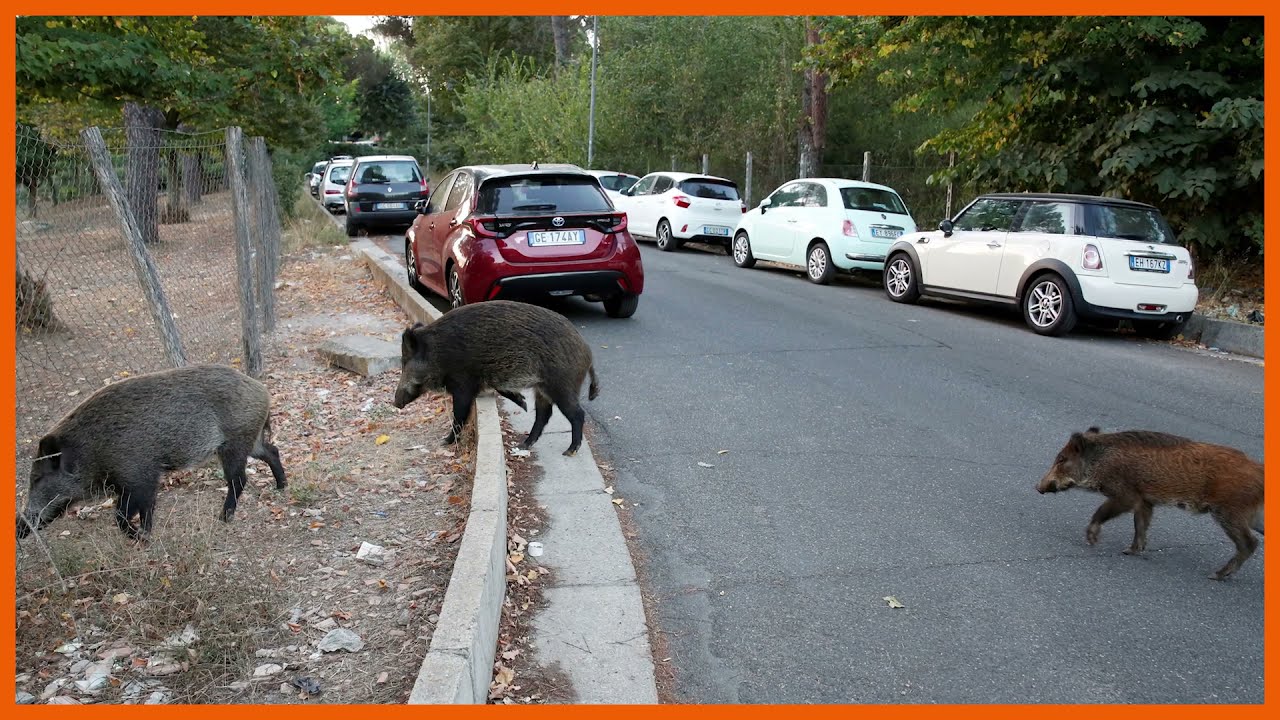 Wild boars on Rome streets - YouTube