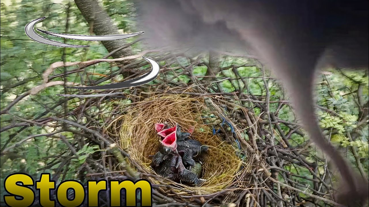 Storm blew near the crow bird's nest @BirdsofNature107 - YouTube