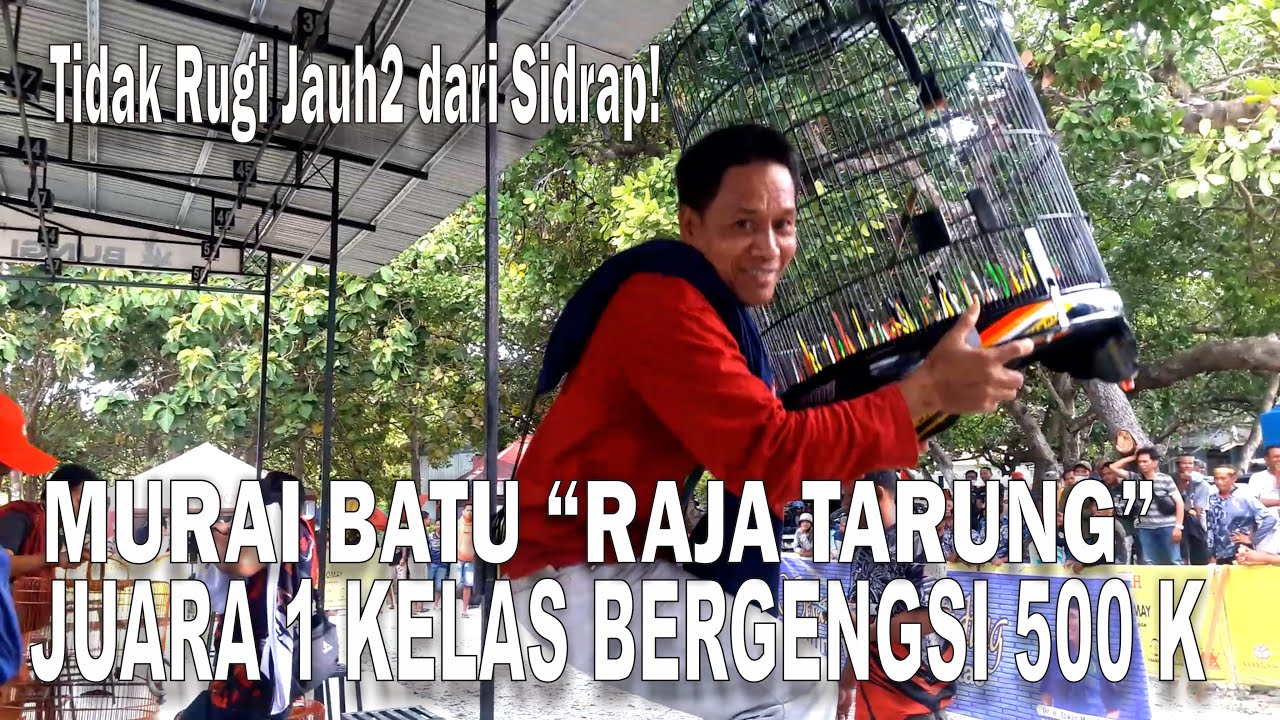 Murai Batu "Raja Tarung" Dari Sidrap Menjuarai Kelas 500 K Anwar Hafid ...