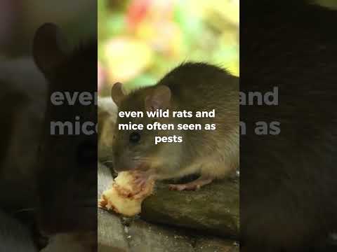 Are Rats Clean Animals? Surprising Truths About Rat Hygiene - Know Animals