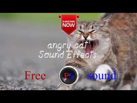 angry cat Sound Effects - YouTube