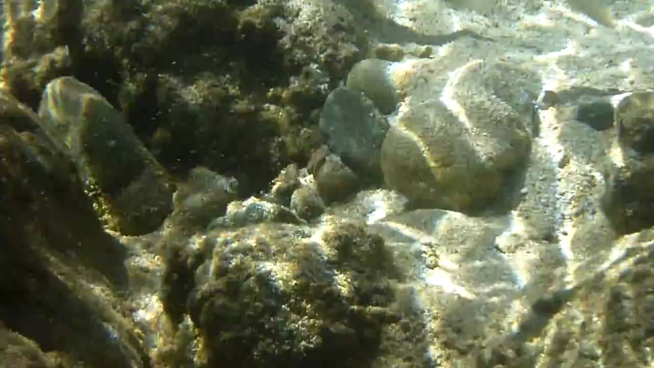 Pupukea Tide pools - Orange fishes - YouTube