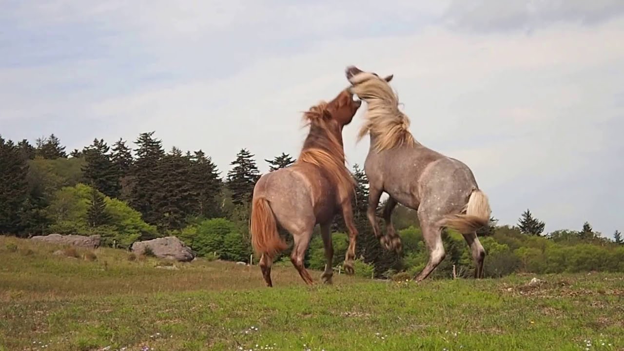 Stallion Dance - YouTube