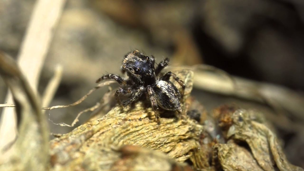 Saitis Jumping Spider Courtship Display - YouTube