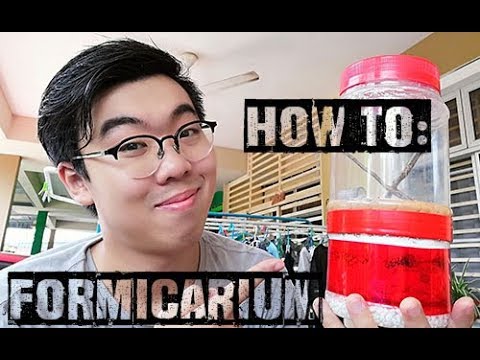 How to: Plaster Formicarium - YouTube