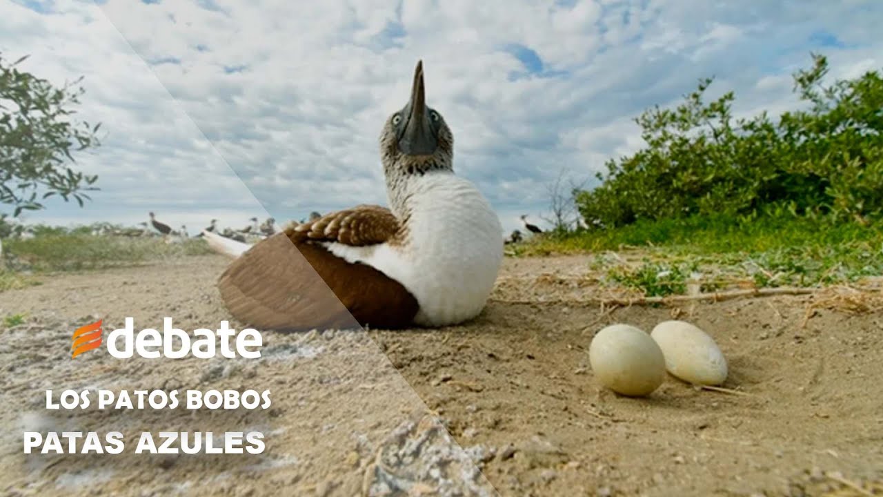 Patos bobos patas azules, la joya de la bahía Santa María,en Angostura ...