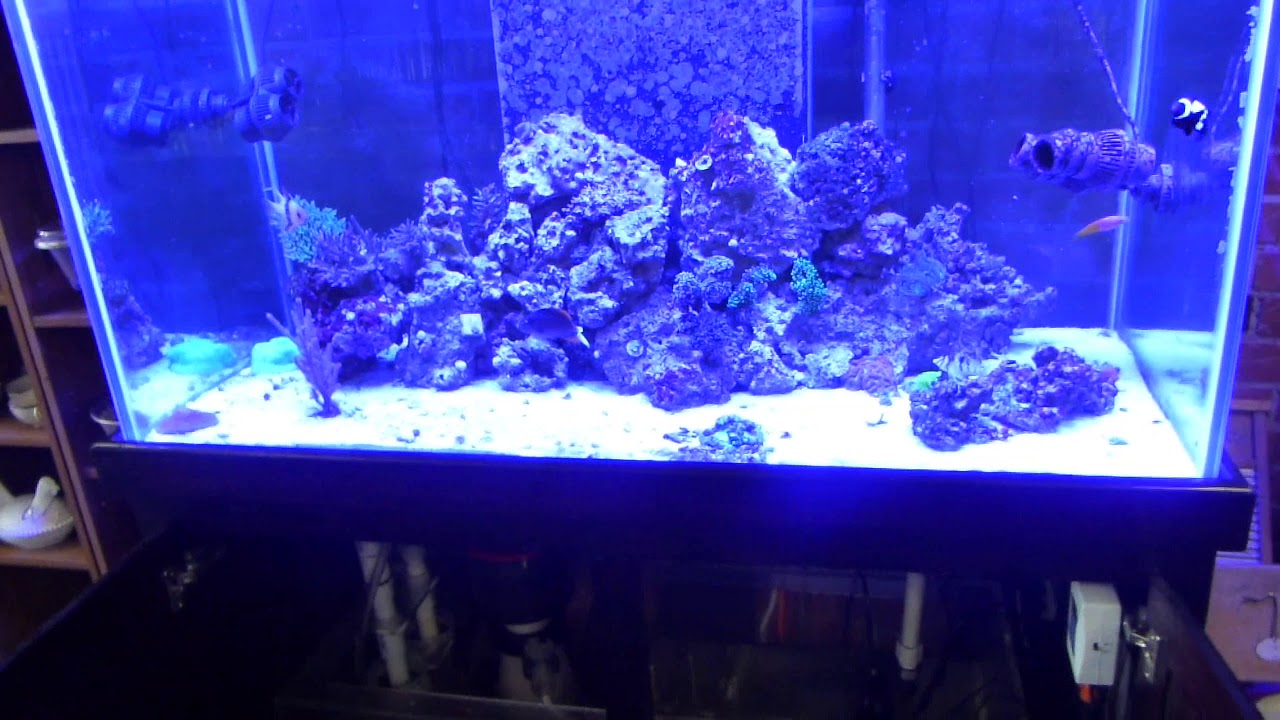 Adding Copepods to Reef Aquarium | add pods - YouTube