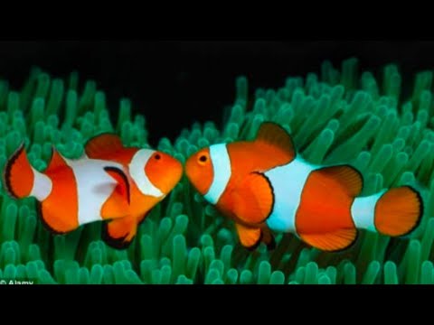 PROTECTING OUR FISH BABIES- Fish Feed and Grow - YouTube