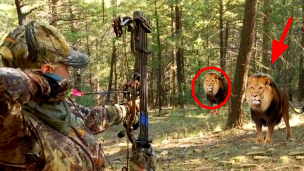 Best of Lion hunting | Top kill shot compilation hunting ultimate ...