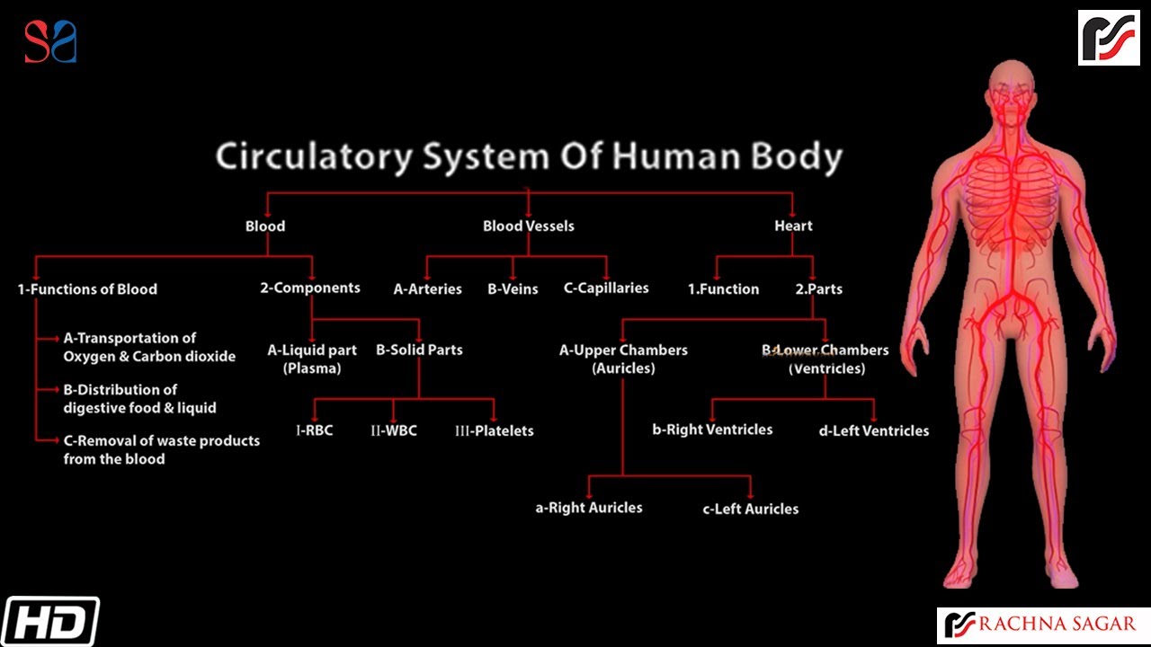 Circulatory System With Subtitles - YouTube