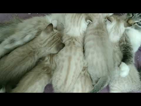 Snow Bengal Ragdoll Mix Kitten ️ - YouTube