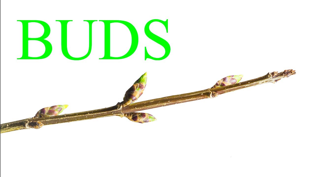 01 08 Buds - YouTube
