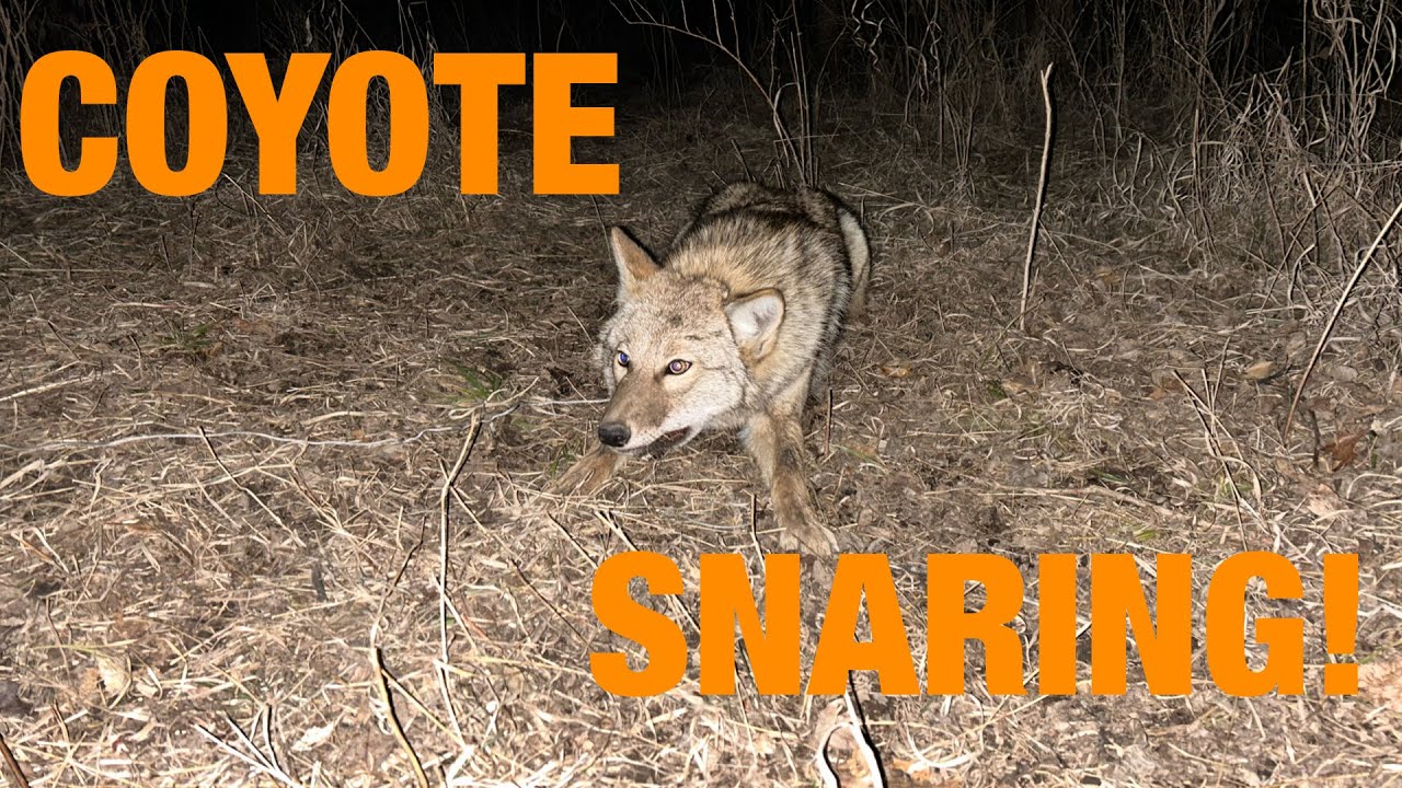 COYOTE SNARING! S2 E10 - YouTube