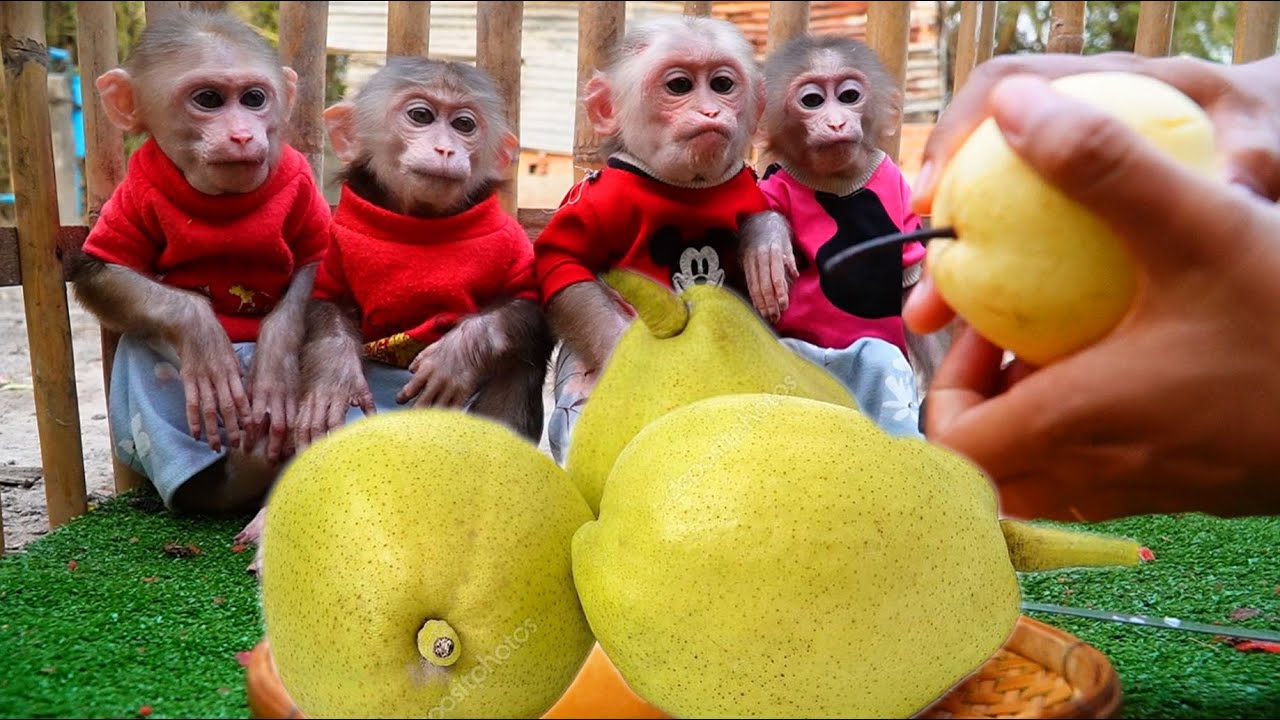 Lovely action obedient baby monkey holding mummy cut Pear fruit - YouTube