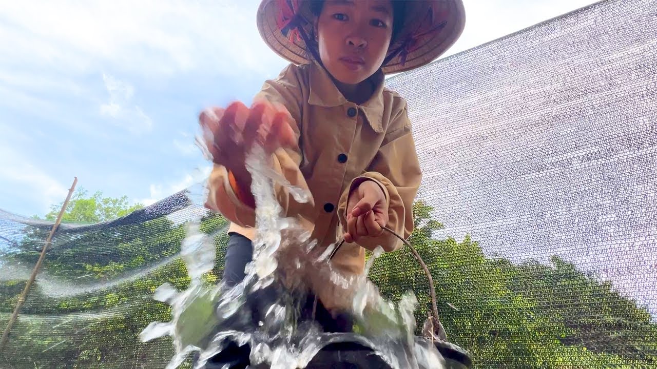 Clear the trees and grass. Grow vegetables, and cucumbers - country ...