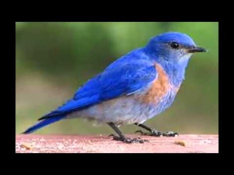 Dinah Shore Blue Canary 青いカナリア - YouTube