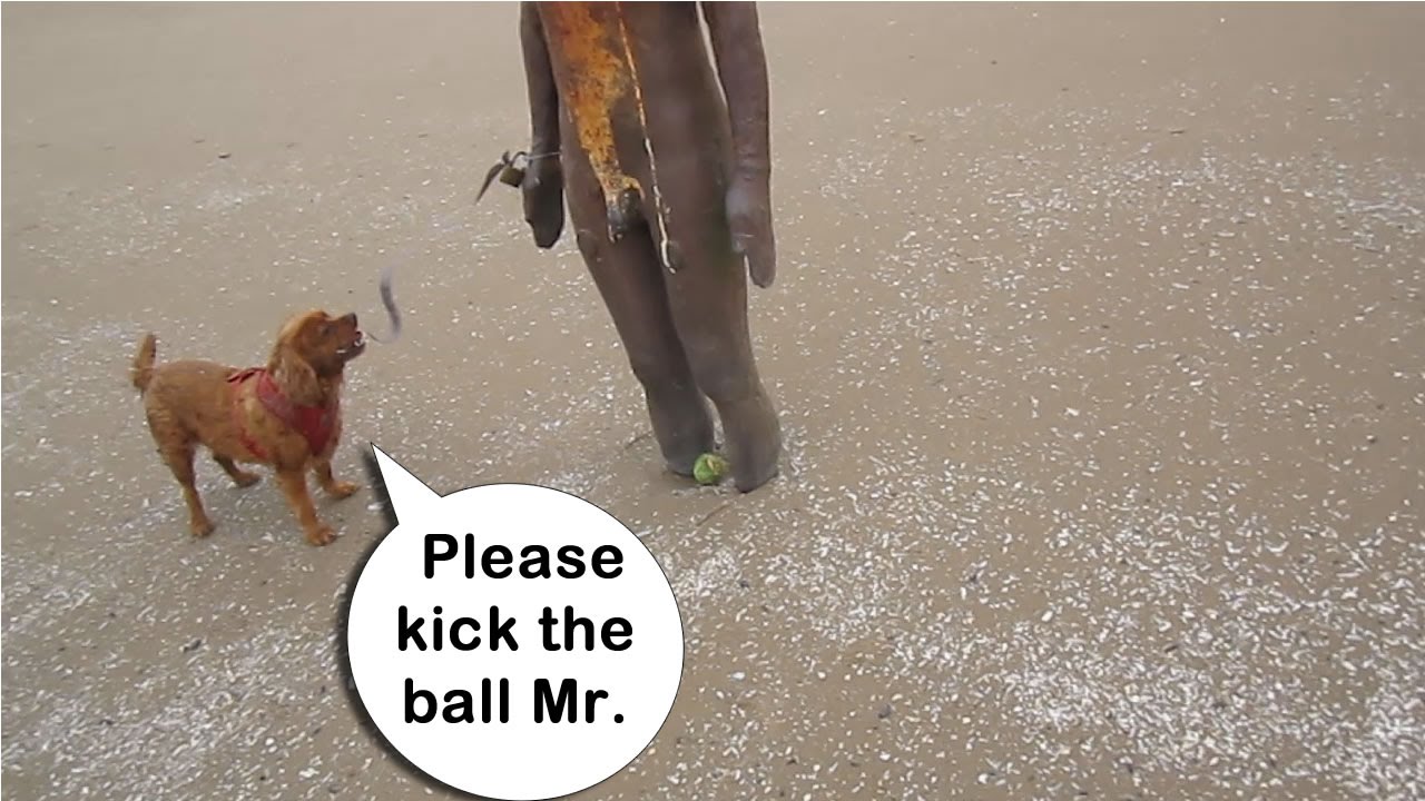 Cute Dog & Iron Statue - Ball Antics - YouTube