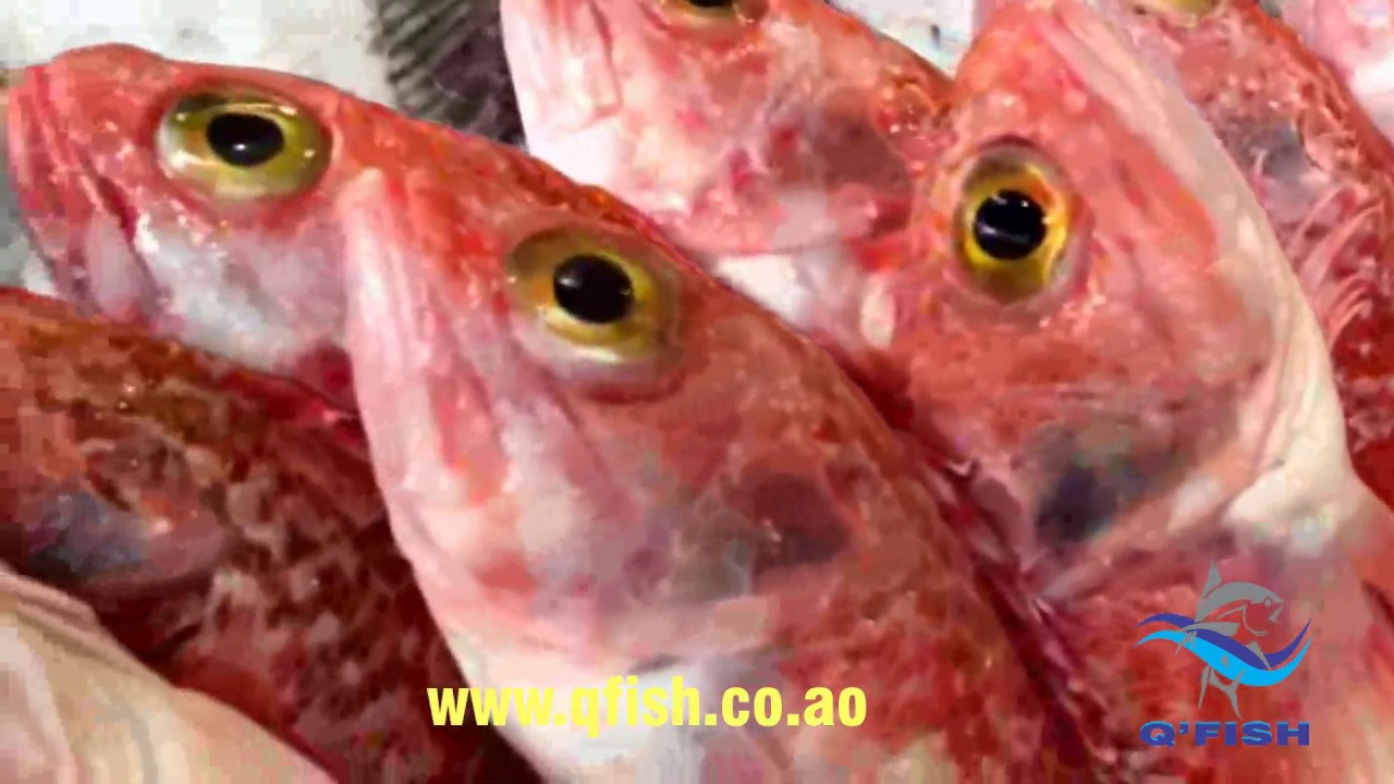 QFISH DELIVERY PEIXES E FRUTOS DO MAR FRESCOS - LUANDA - ANGOLA - YouTube