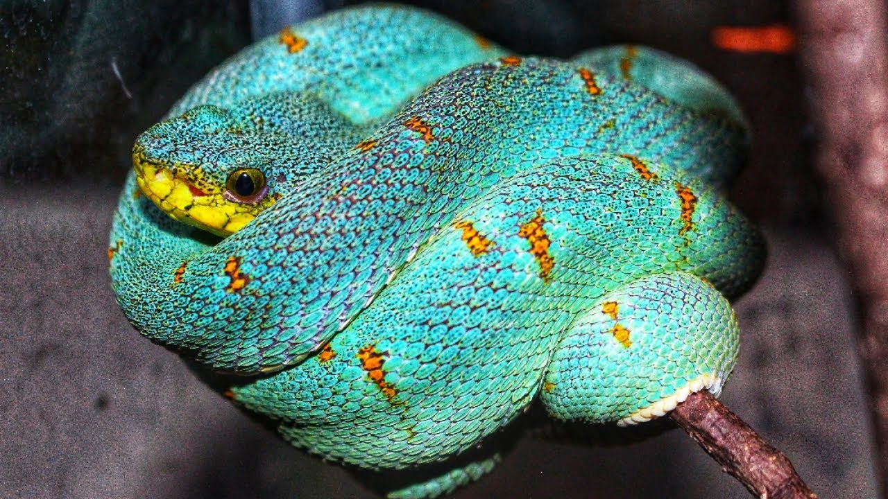 MOST BEAUTIFUL Viper on EARTH ( part 1 - fastest vipers) - YouTube