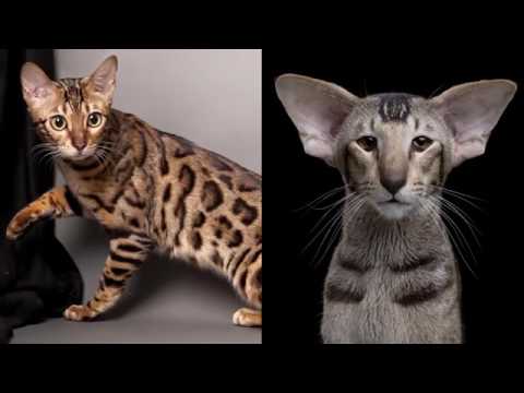 Top 10 RAREST Cat Breeds - YouTube