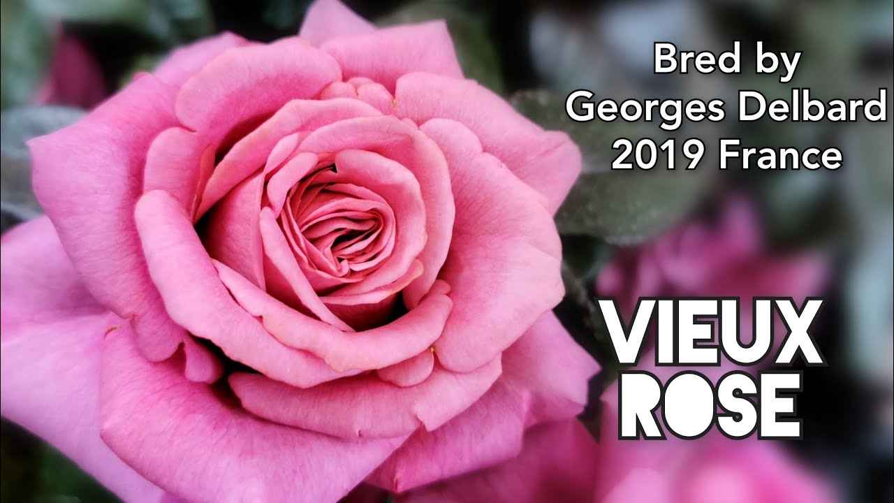 VIEUX ROSE ROSE plant by Georges DELBARD 2019 France Hybrid Tea バラ ヴィウー ...