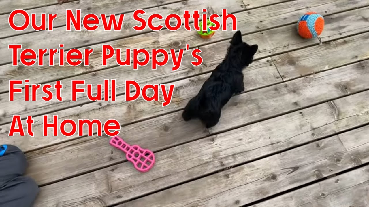 Scottish Terrier puppy - Lucy’s First Fall day at home - YouTube