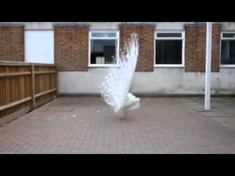 Allahin mocuzesi elhamdurlah