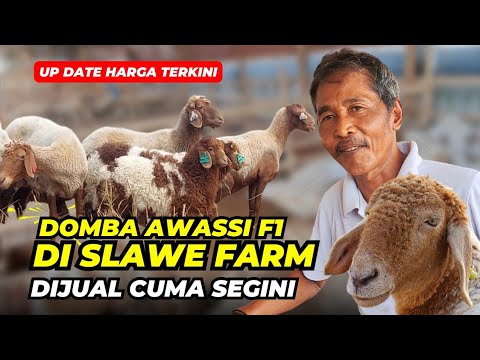 Review Harga Murah, Domba Awassi F1 Di Slawe Farm | @AGROTV9 - YouTube