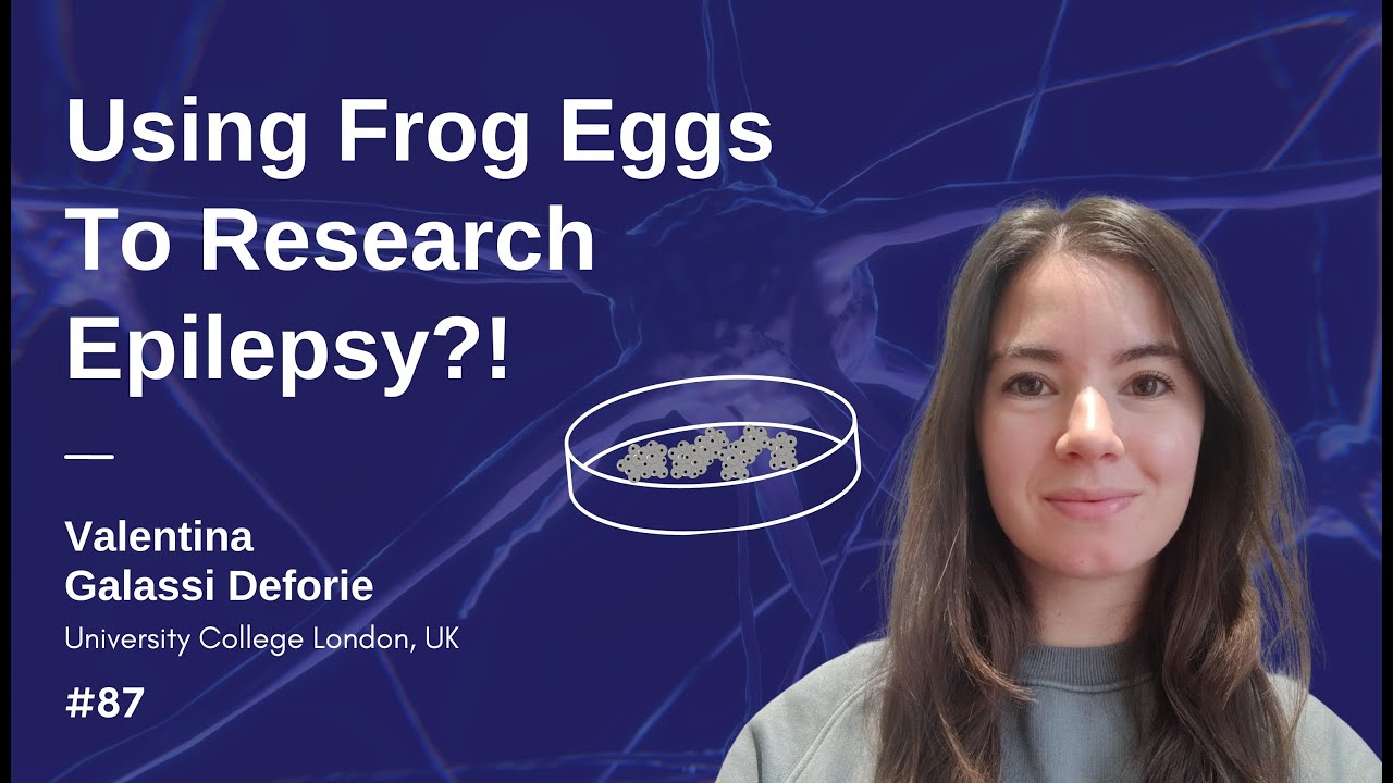 Using Frog Eggs To Research Epilepsy?! - Valentina Galassi Deforie ...