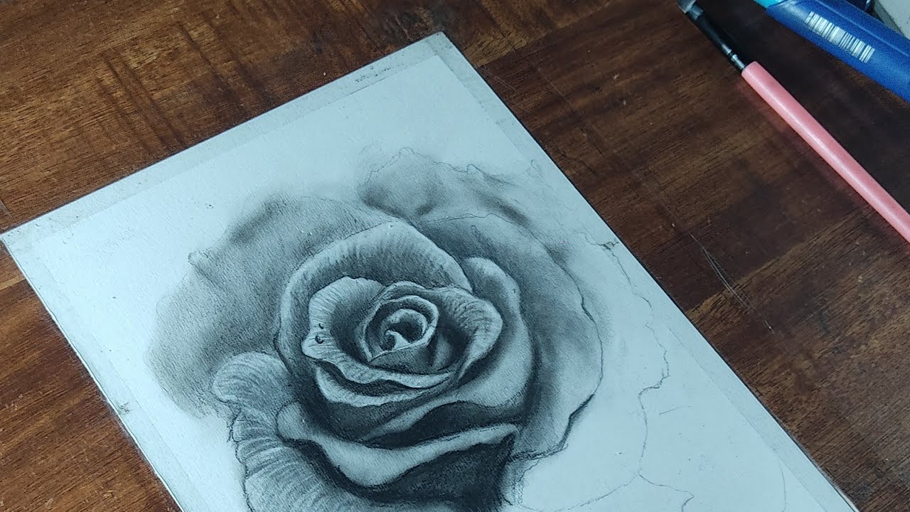 beautiful Rose 🌹 drawing with charcoal pencil - YouTube