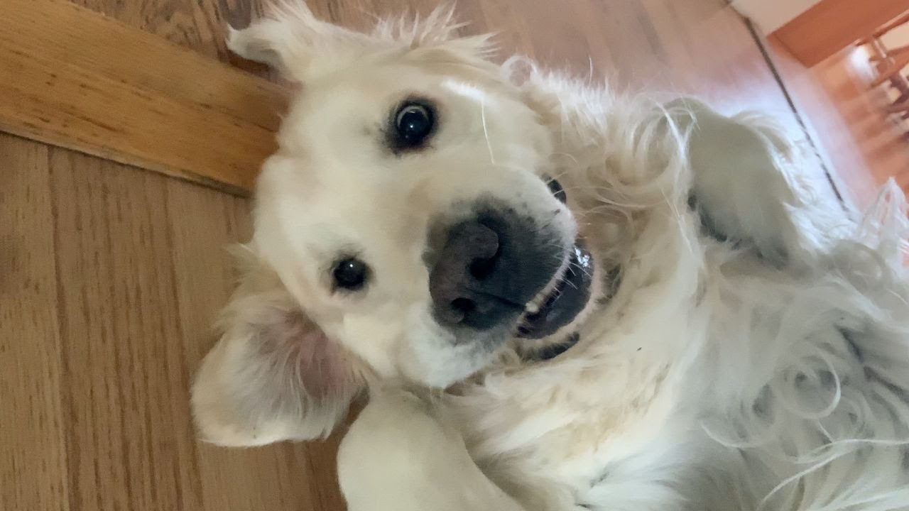 Cute Dog Morning Routine - YouTube