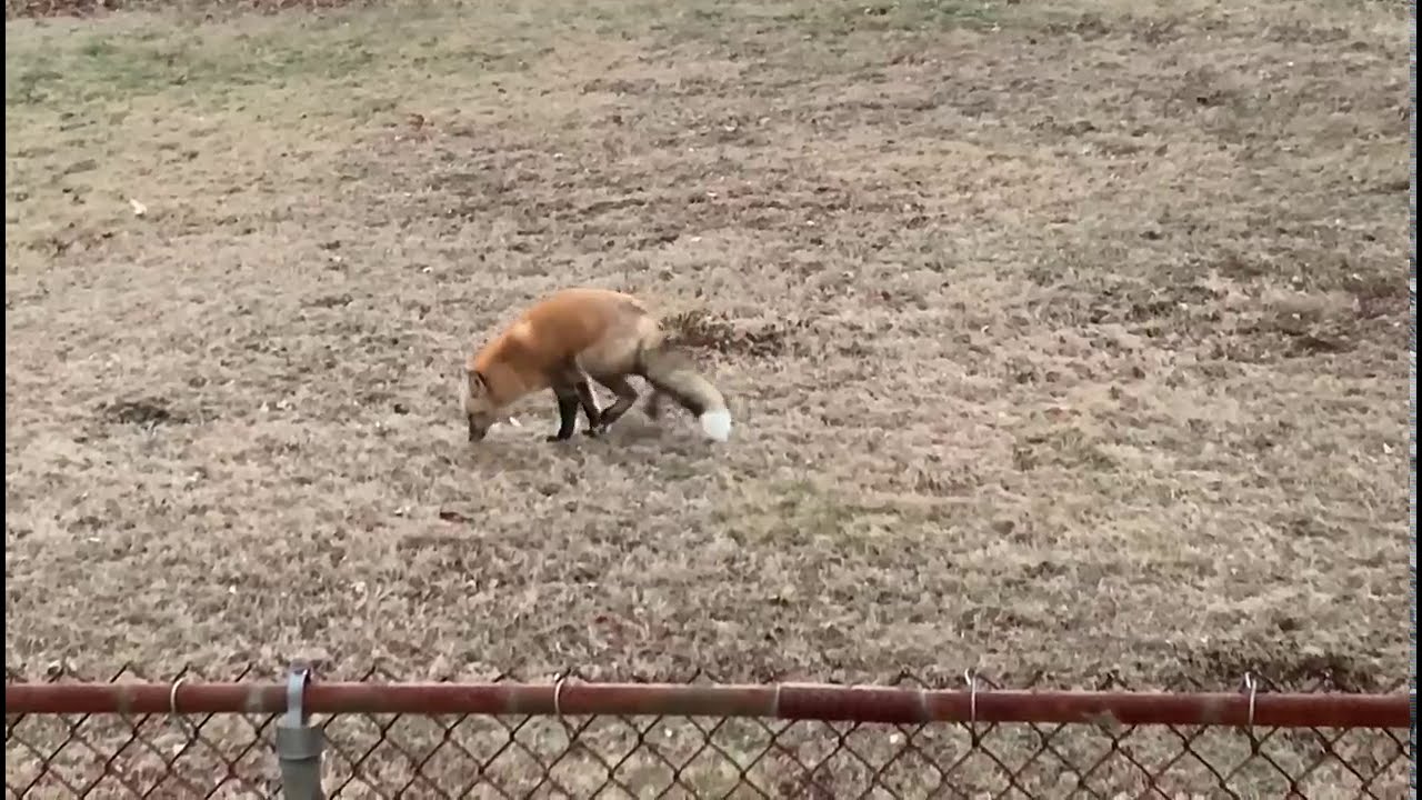 Injured fox spotted in residential area in Fairhaven. - YouTube