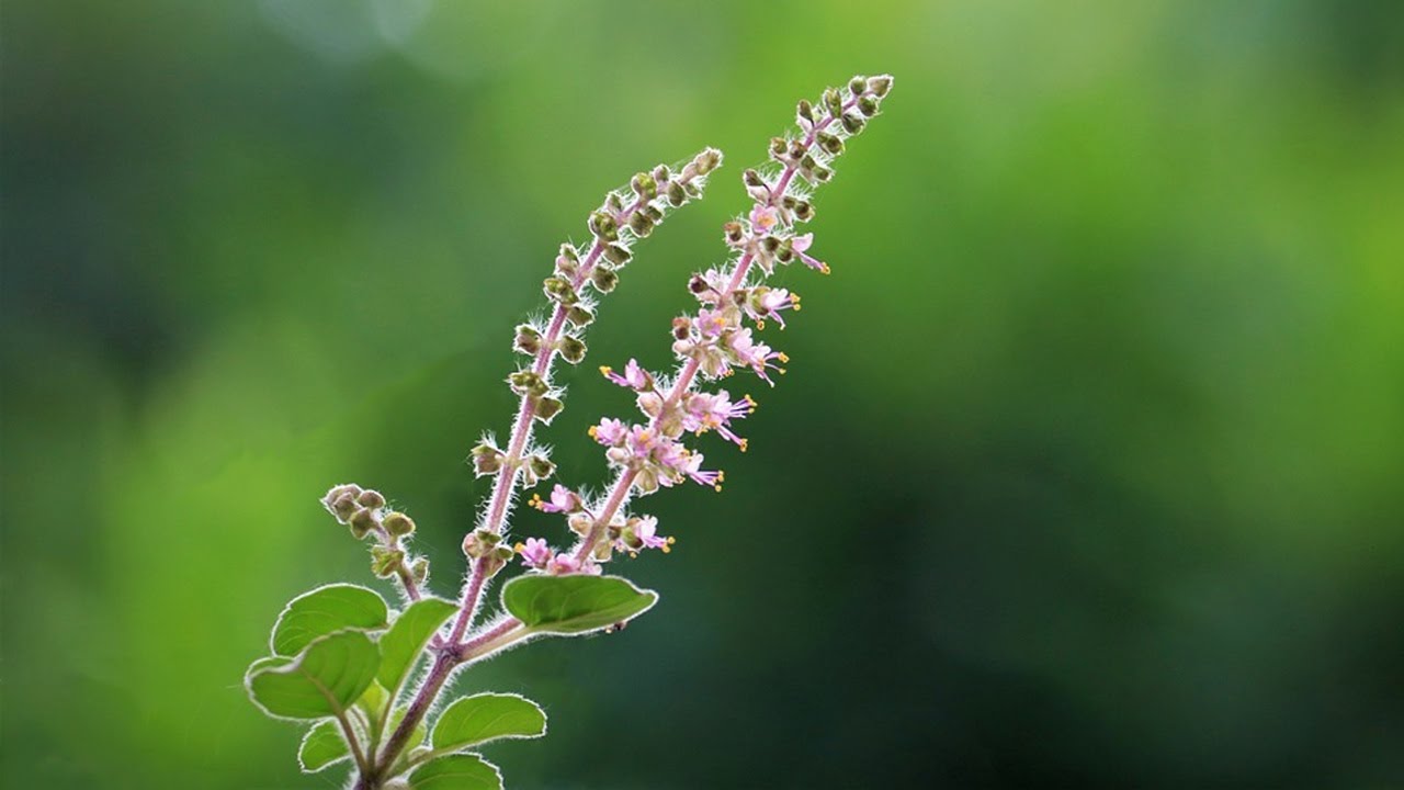 Tulsi Flower Plant | Holy Basil Ocimum Tenuiflorum - YouTube