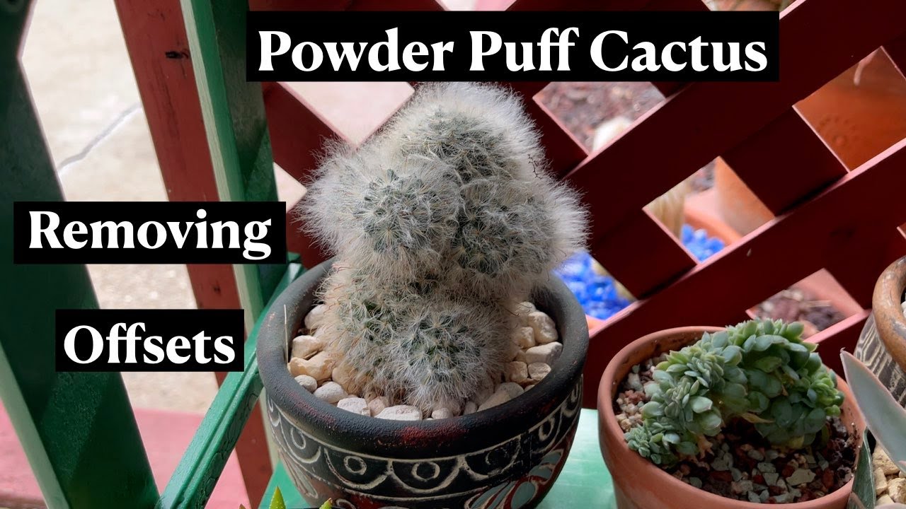 Mammillaria Bocasana Powder Puff Cactus * 24 Days of Cacti & Succulents ...