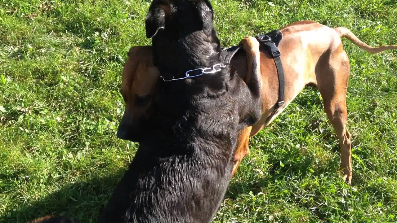 Rottweiler and Ridgeback behaving dominant - YouTube